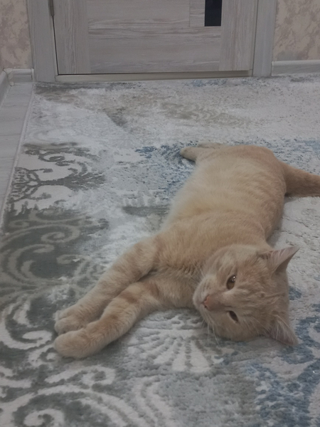 Skotish strayt erke 1,5 yosh atrofda zotli zot olishga tayor