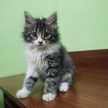 Продаем котенка. Сибирская!