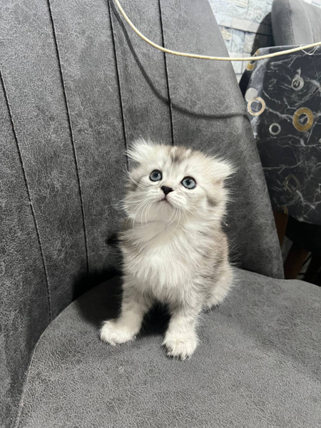 Шотланский вислоухий