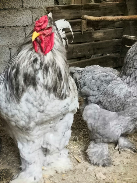Есть в продаже брама гигант цыплята