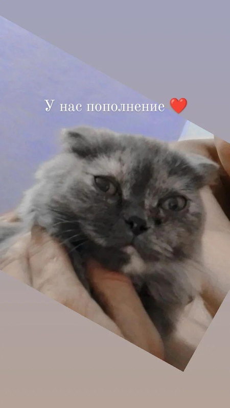 Вислаухая кошечка