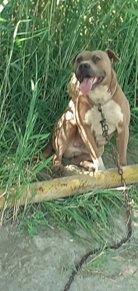 Pidbull toza kelishamiz