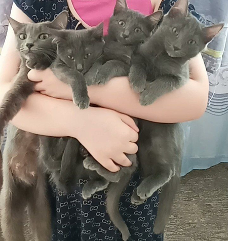 Продаются котята породы Карат
