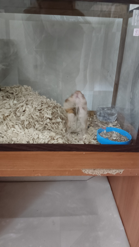 Hamster cinsi sickan