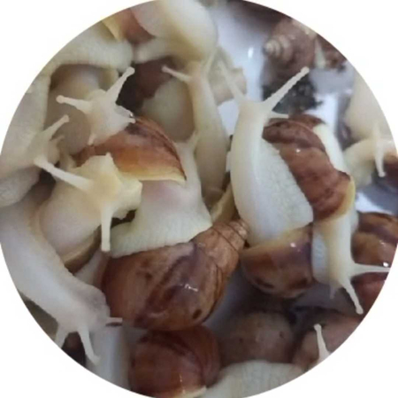 Улитки ахатины. Axatin