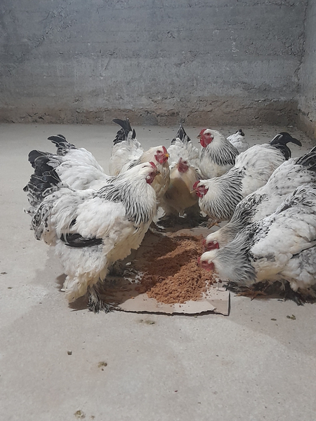 Bramala sotiladi hammasi xuroz