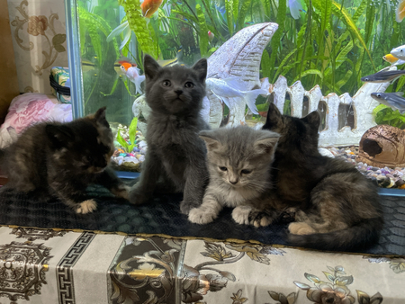 Кошки скоттш фолд. Маленкие