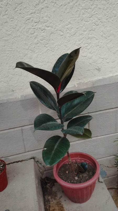 Xonaki gullar, комнатное растение
Benjamin ficus