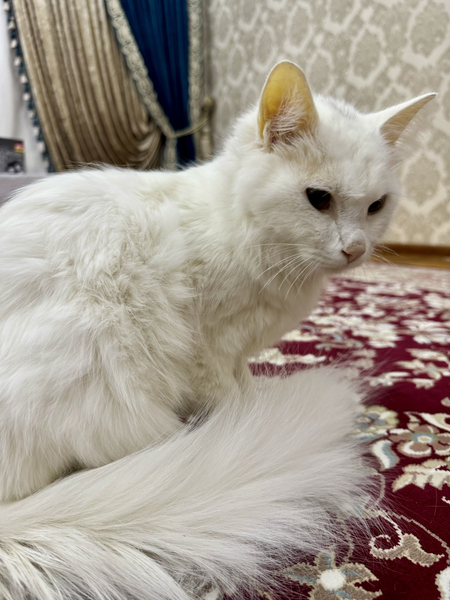 породистый кот