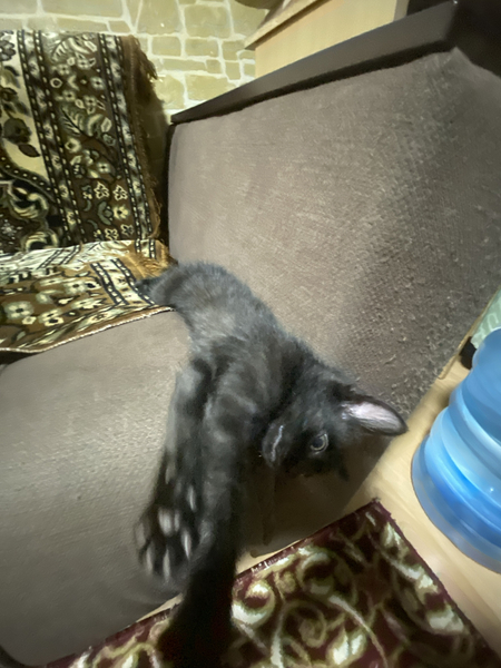 Кот отдается дарром