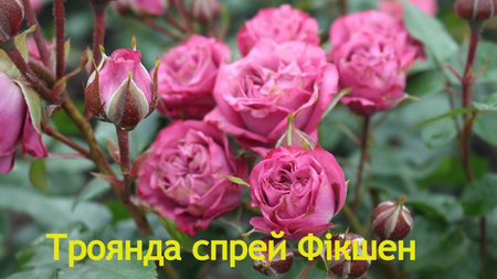 Atirgullar galand