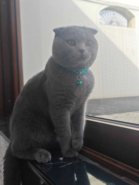 Вязка!!! Британский скотиш фолд.