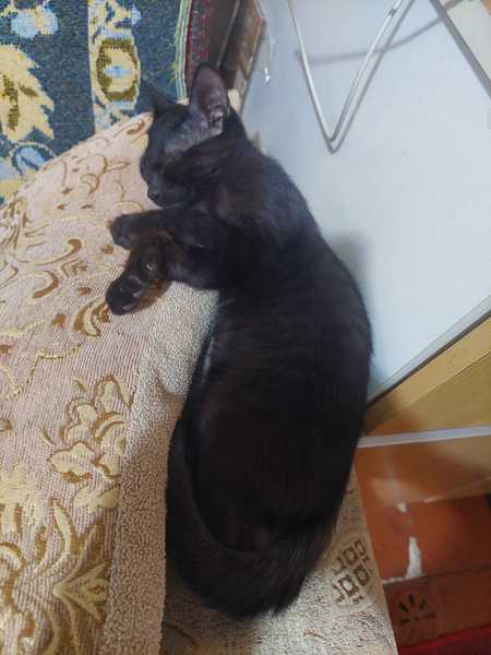 Отдам в добрые руки котят