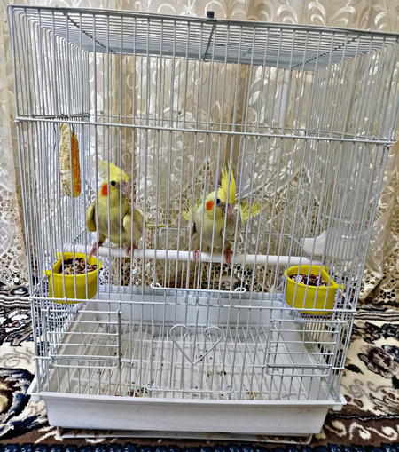 Продается Корелла