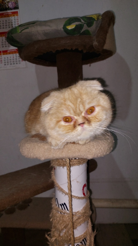 Продаю кота Скотиш фолд