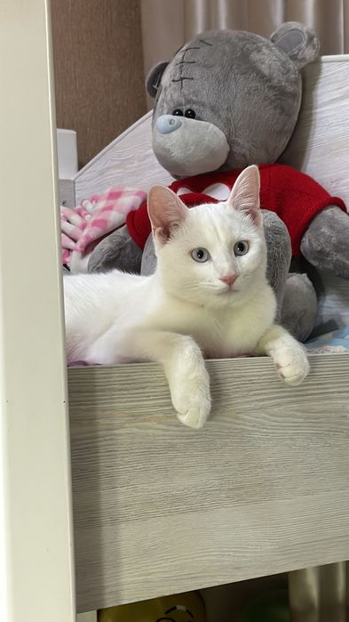Отдам даром белого кота с голубыми глазами.