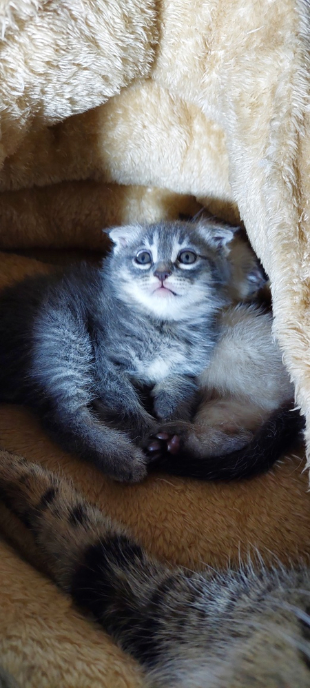 Super narxda scottish fold bolachalari