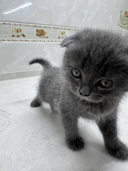 Котенок шотландская вислоухая