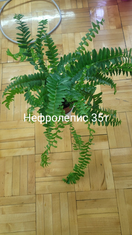 Комнатные растения