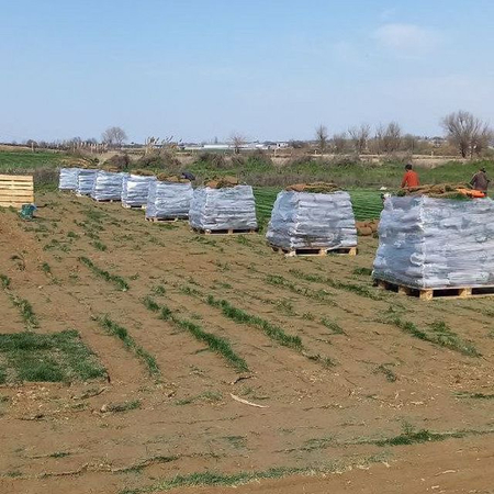 Оптом газон, чим, gazon tayyor, landshaft, ландшафт