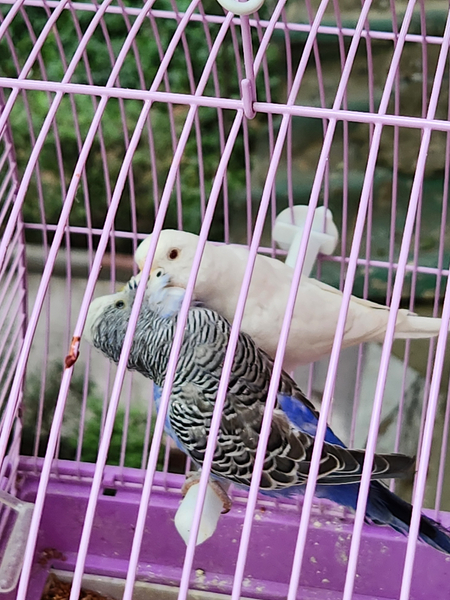 Popugaychiki tayyor par PodChex + oq albinos(qizil koʻzli)
