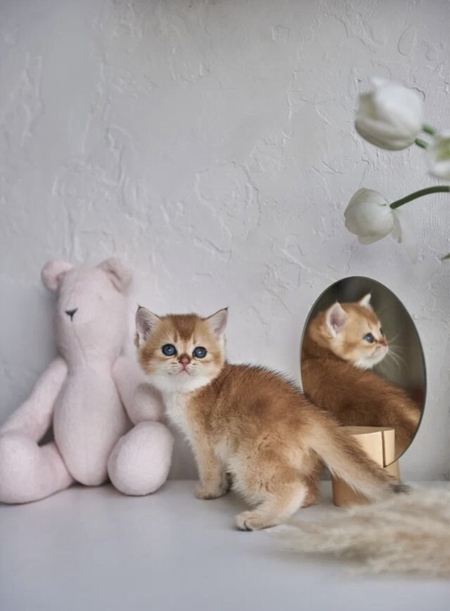Котята золотые шиншилы