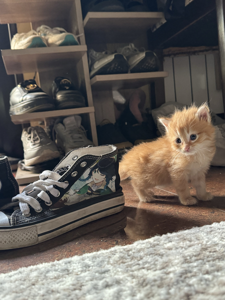 Породистые домашние котята