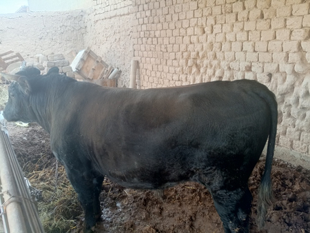 Buqa boqilgan zotdor tayyor bulgan
