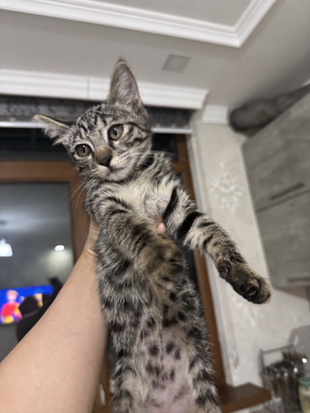 Отдам в добрые руки котенок