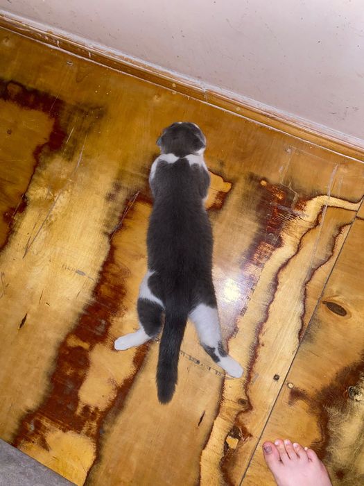 Скотиш Фолд девочка