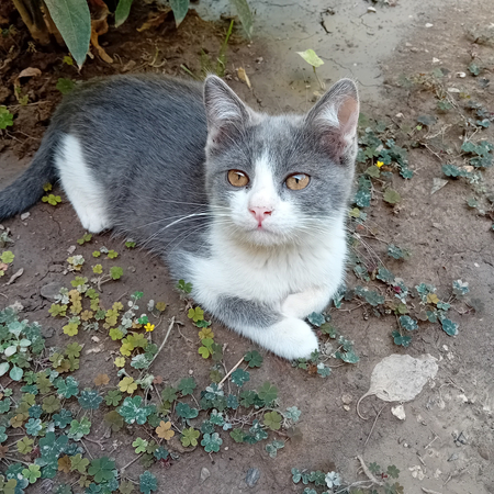 Котёнок мальчик серо-белый