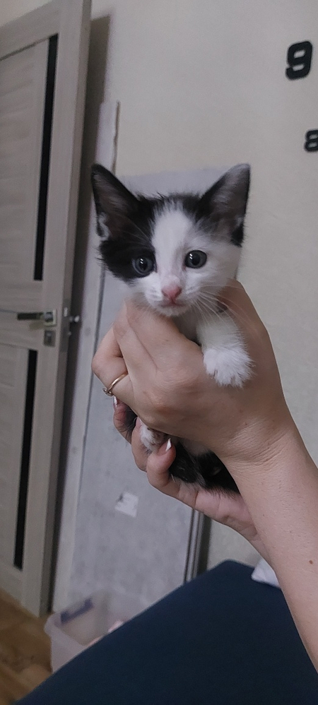 Отдам котёнка в добрые руки