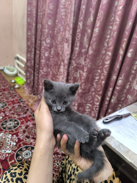 Продаётся скоттиш страйт