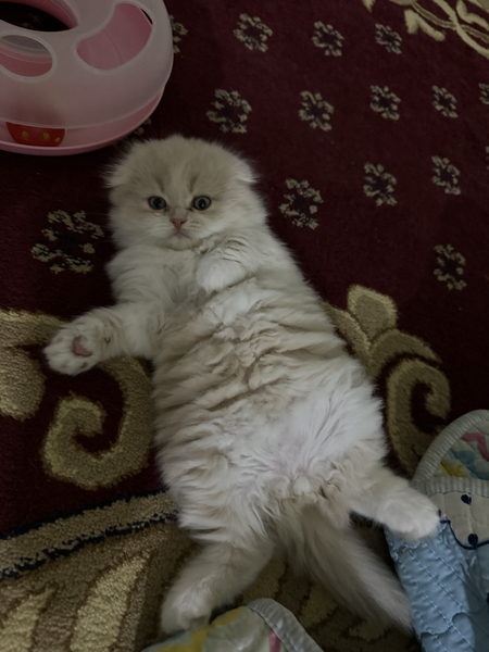 Scottish fold erkak
