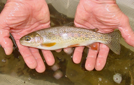 Форель малёк forel maleklari sotladi радужная форель малёк