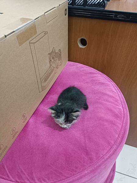 Нашли котенка отдадим даром кому нужен
