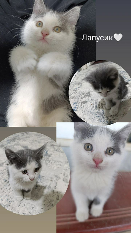 Продаются домашние котёнок