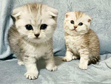 Котята золотистой шиншиллы девочки