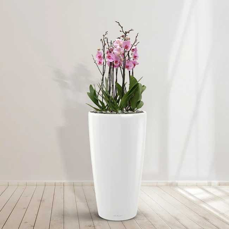 Комнатное растение - (Orchidea) - Голландская Орхидея Фаленопсис