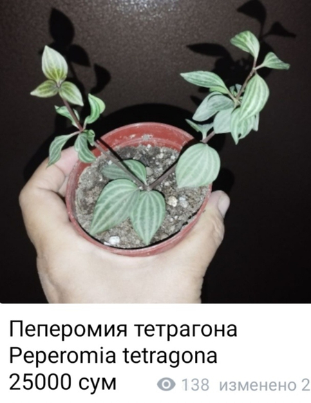 Продаются пепиромии фиттония
