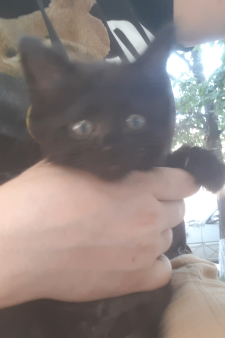 Денежный кот от сглаза