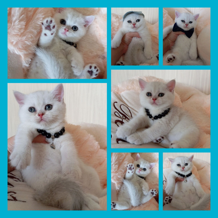 Продаётся шотландский котёнок серебристая шиншилла!