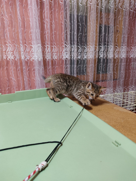 Bengal mittiz ugil