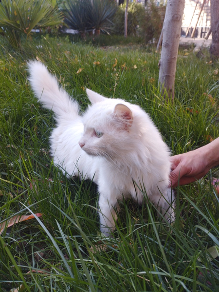 Кошка турецкая ангора