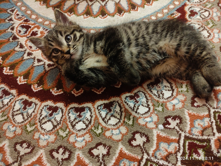 Продаются котята