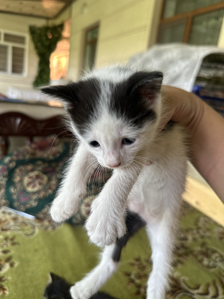 Продаются котята возраст месяц