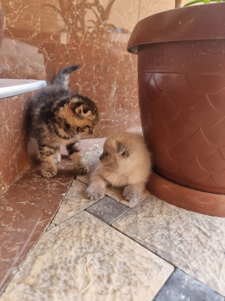 Шотландская вислоухая кошка