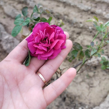 Shtampovka atirgullar ko'chatlari bor turlari juda kop