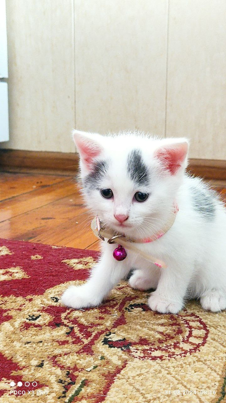 Котята Шотландские