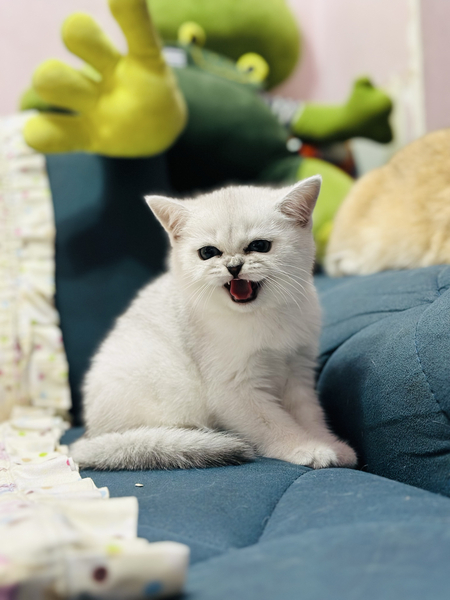 На продаже британские котятки